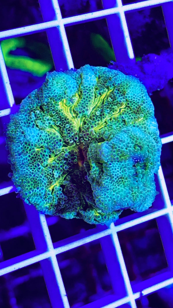 Maxi Mini Carpet Anemone Size: ML 1" to 3" – Violet Aquarium