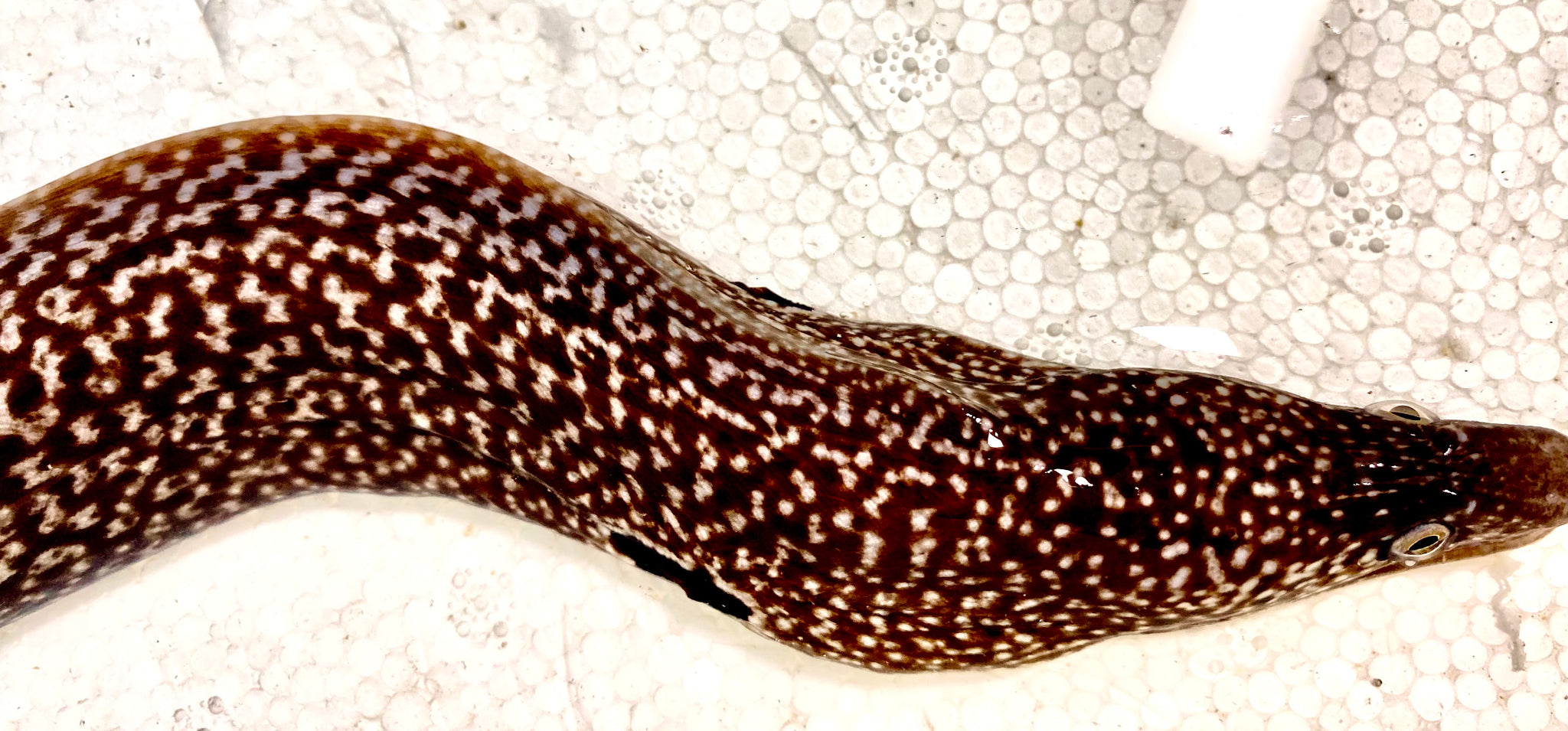Jewel Moray Eel (Costa Rica) – Violet Aquarium