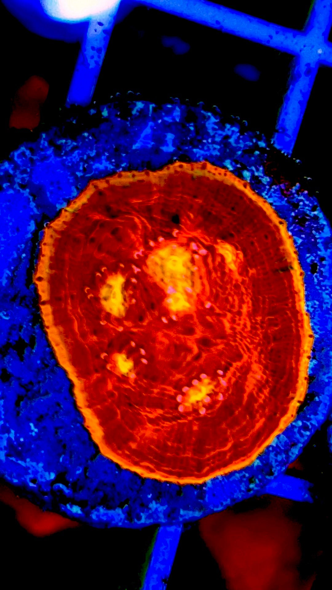 Flaming Bugatti Chalice – Violet Aquarium