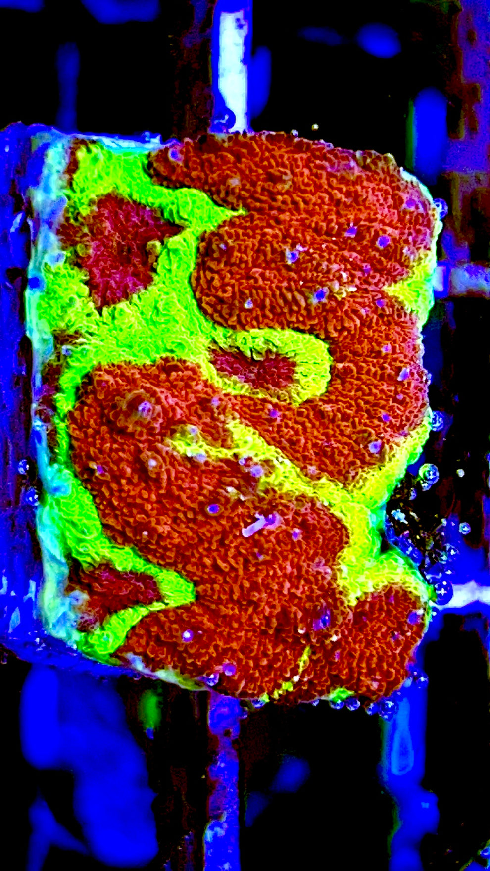 VA Ultra Red Symphyllia – Violet Aquarium