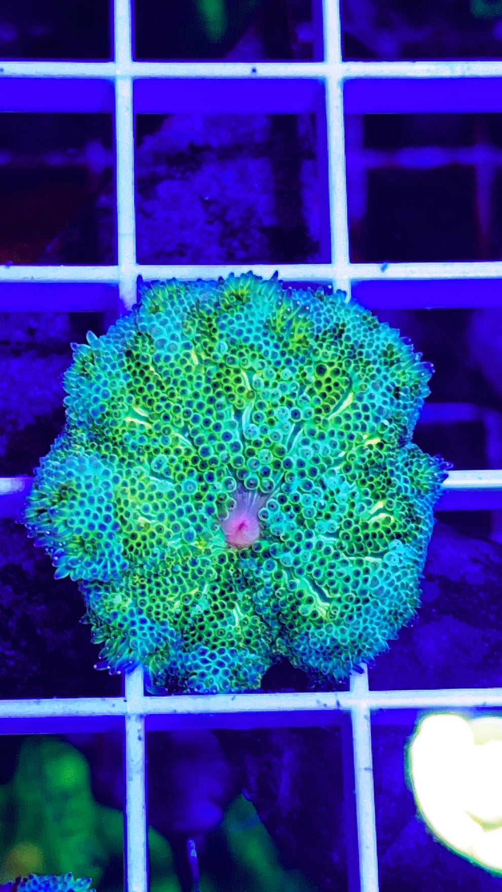 Maxi Mini Carpet Anemone Size: ML 1" to 3" – Violet Aquarium