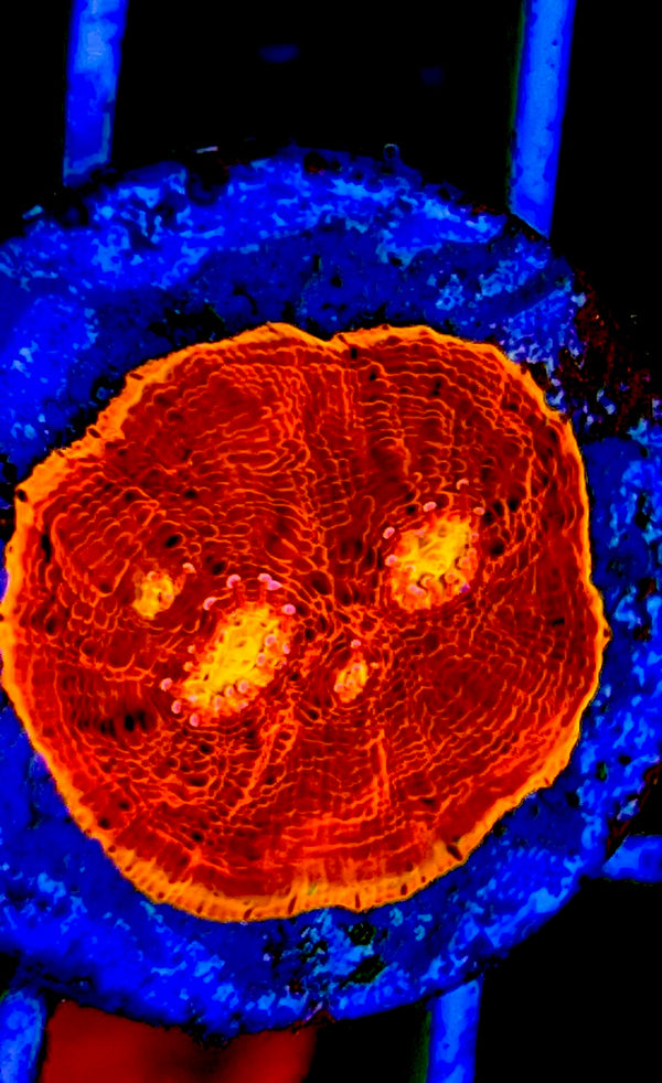 Flaming Bugatti Chalice – Violet Aquarium