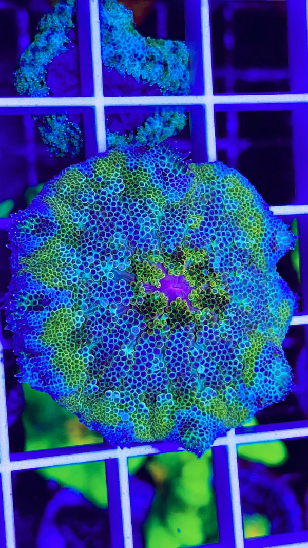 Maxi Mini Carpet Anemone Size: ML 1" to 3" – Violet Aquarium