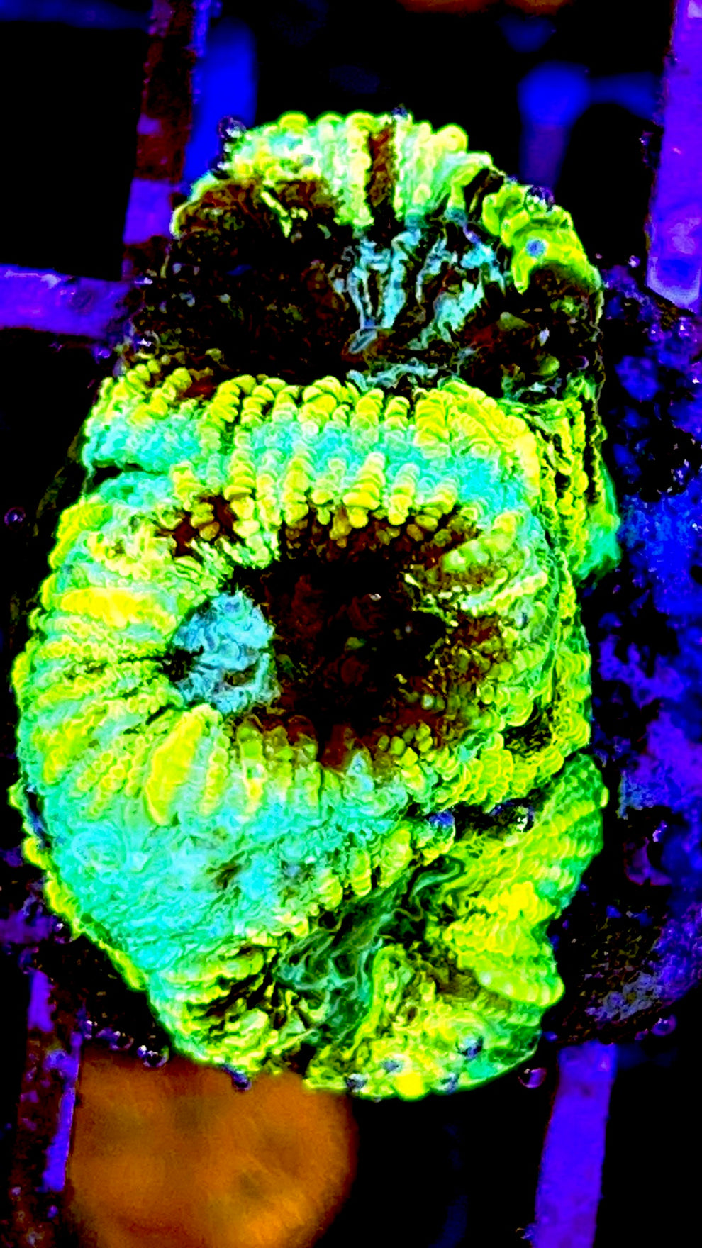 Ultra Favia – Violet Aquarium