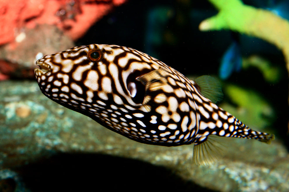 Mappa Pufferfish Size: XXL 4"to 6" – Violet Aquarium