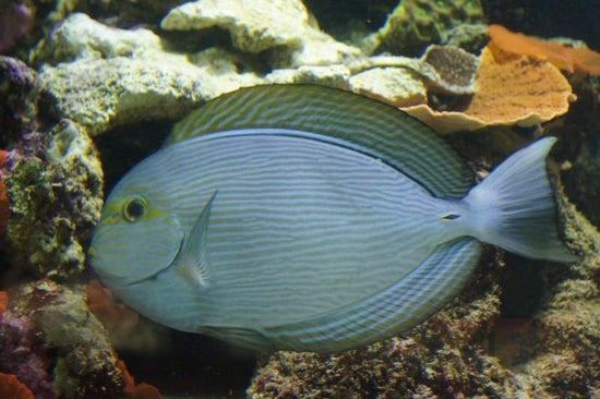 Mata Tang Size: S 1" to 2" – Violet Aquarium