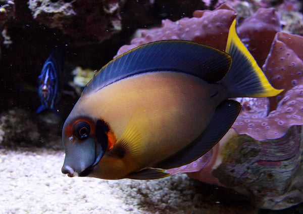 Chocolate Tang (Yellow Mimic when Juvenile) Size: M 3" to 4" – Violet ...