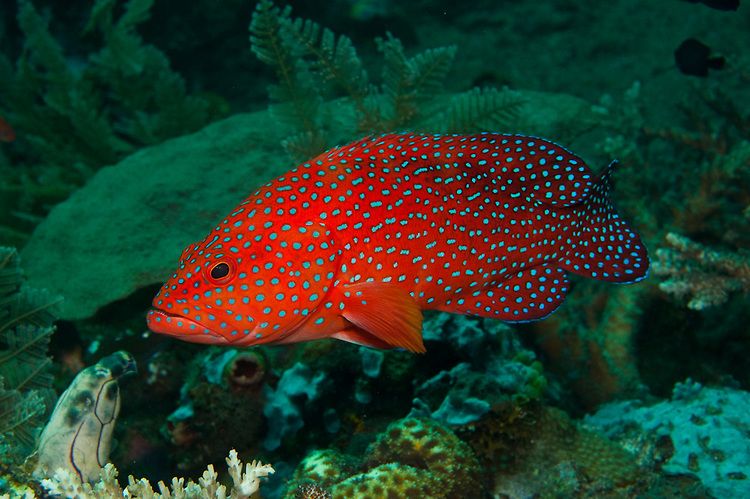 Miniatus Grouper Size: XL 6" to 7" – Violet Aquarium