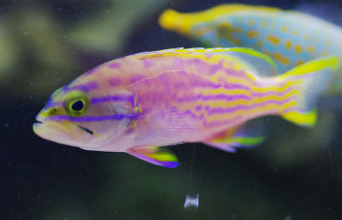 Polleni Grouper Size: Tiny 1" and Below – Violet Aquarium