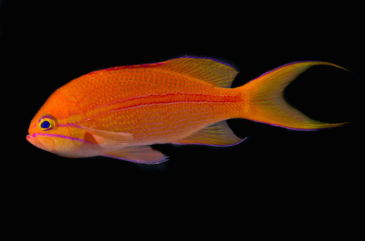 One-Stripe Anthias – Violet Aquarium