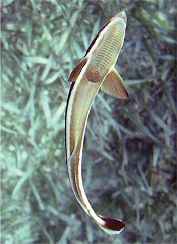 Remora Sucker Fish Size: Tiny 2" and Below – Violet Aquarium
