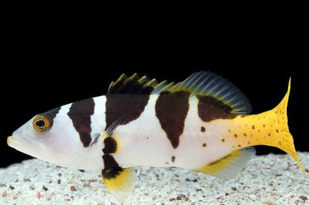 Saddle Grouper Size : XL 5" to 6 " – Violet Aquarium
