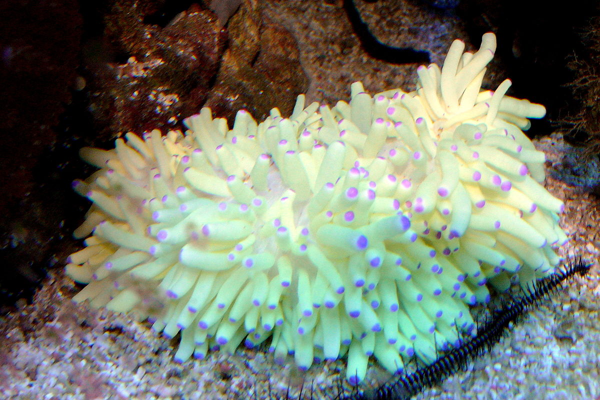 Purple Tip Sebae Anemone Size: S 2" to 3" – Violet Aquarium