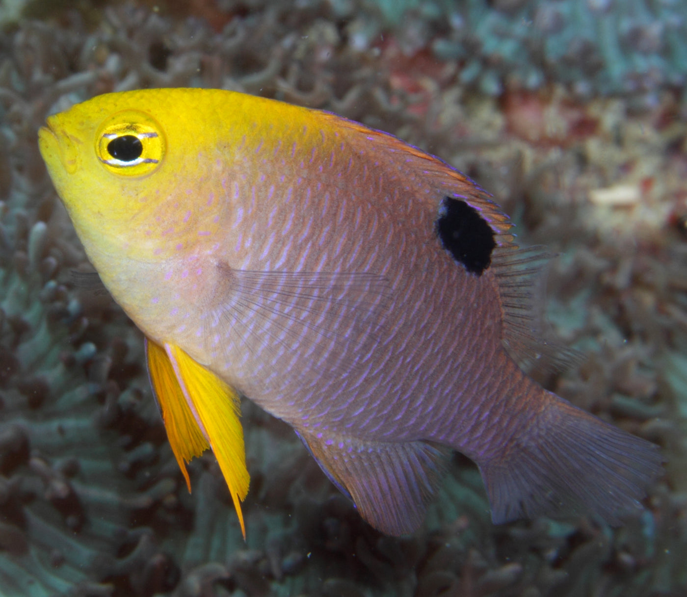 Damselfish – Violet Aquarium